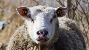 Finnsheep Breed Information, History & Facts - SheepCaretaker