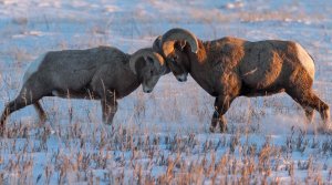 Are Sheep Aggressive? 5 Tips To Make Them Docile - SheepCaretaker