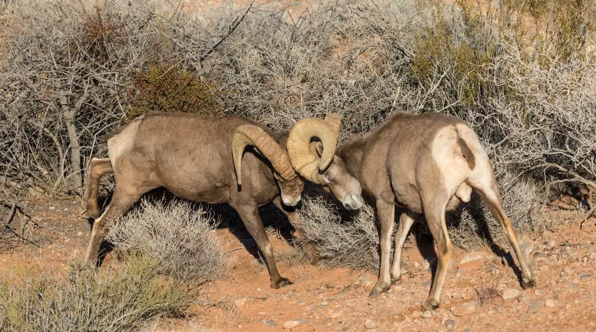 Are Sheep Aggressive? 5 Tips To Make Them Docile - SheepCaretaker