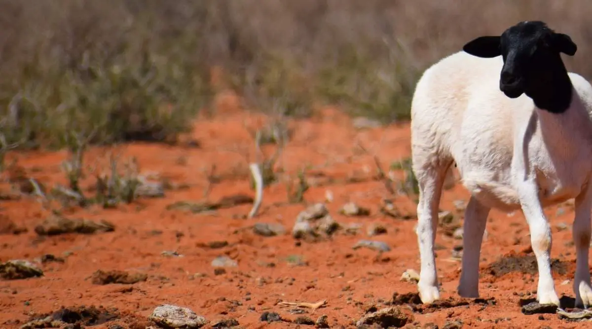 Black Head Sheep Breed Information, History & Facts - SheepCaretaker