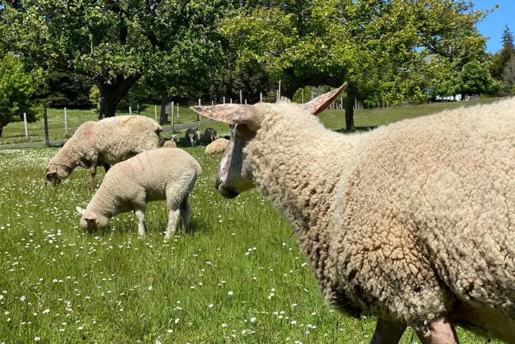 Columbia Sheep Breed Information, History & Facts