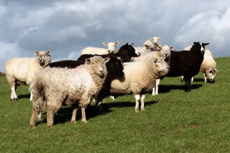 7 Best Dairy Sheep Breeds For Milk - SheepCaretaker 7 Best Dairy Sheep Breeds For Milk - SheepCaretaker