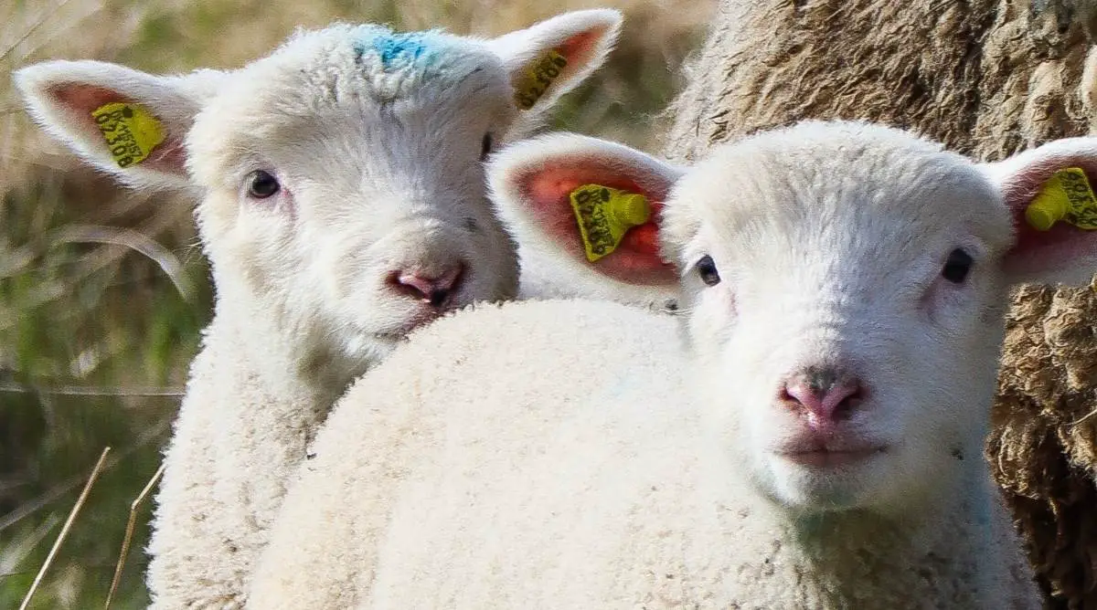 Finnsheep Breed Information, History & Facts - SheepCaretaker