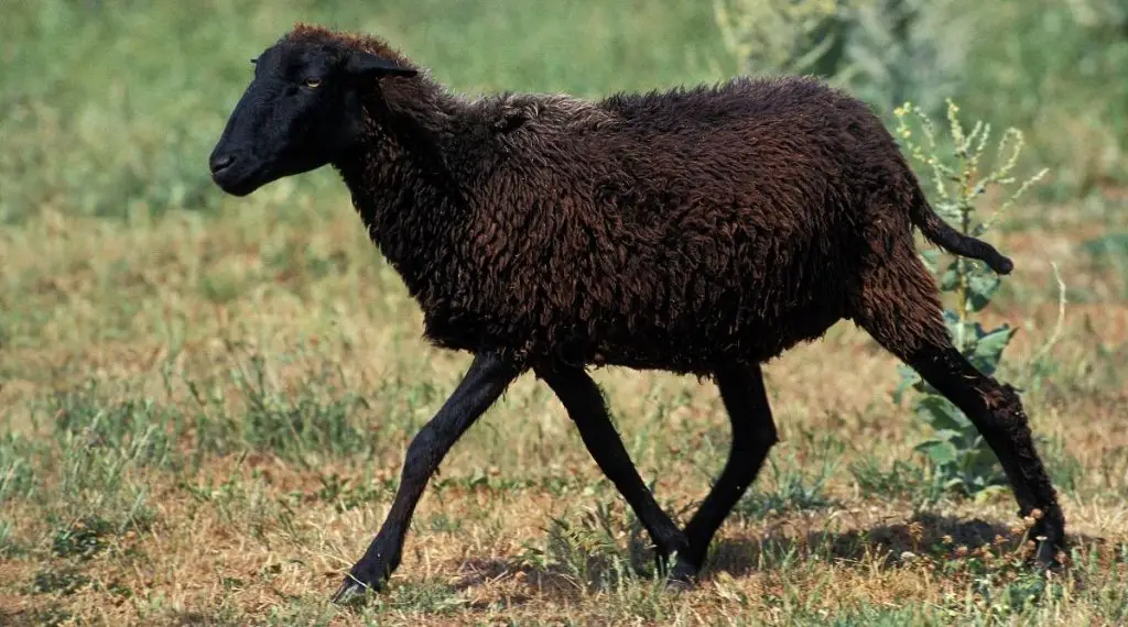 Karakul Sheep Breed Information, History & Facts - SheepCaretaker