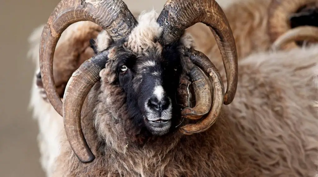Navajo-Churro Sheep Breed Information, History & Facts - SheepCaretaker