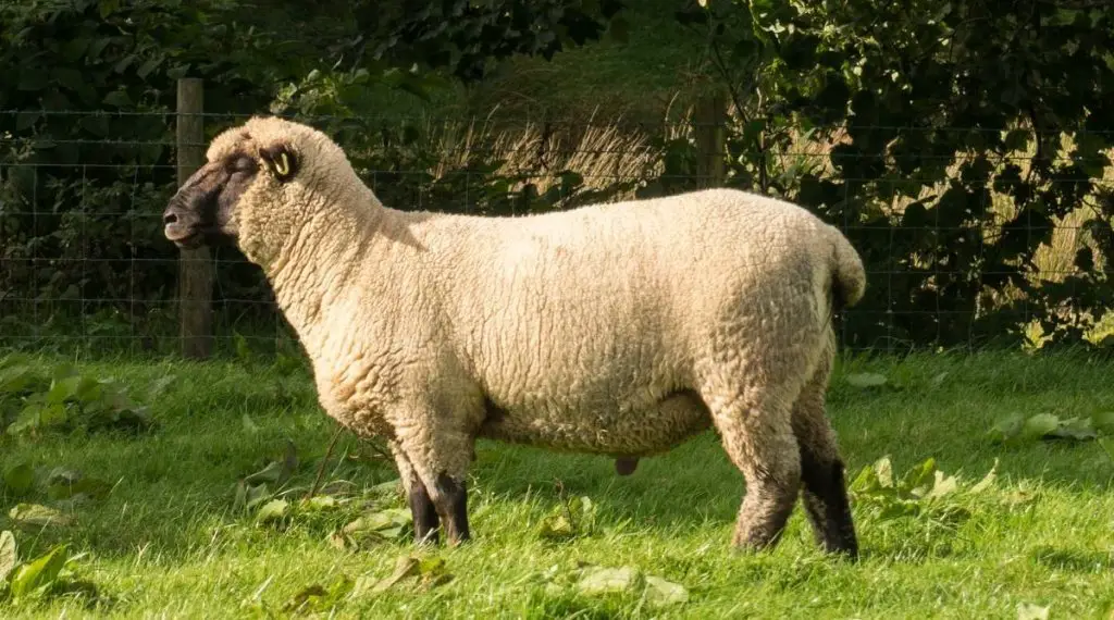 Shropshire Sheep Breed Information, History & Facts - SheepCaretaker