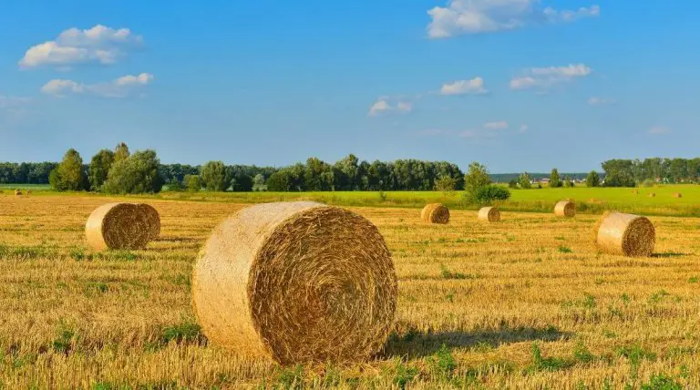 Silage Vs Hay: What Are The Main Differences? - SheepCaretaker