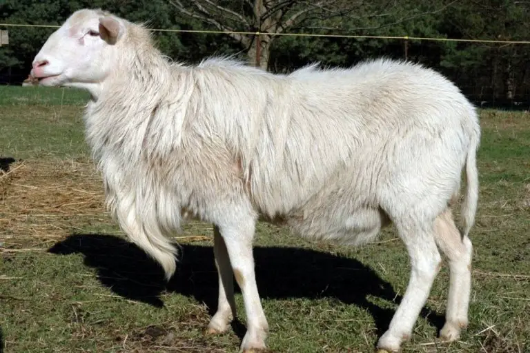 6 Beautiful Breeds Of White Sheep - SheepCaretaker