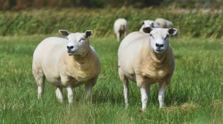 Best Meat Sheep Breeds List: Definitive Guide - SheepCaretaker