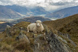 How Long Do Sheep Live? What You Can Expect - SheepCaretaker