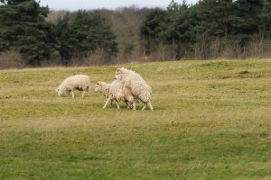How To Breed Sheep: Definitive Guide - SheepCaretaker