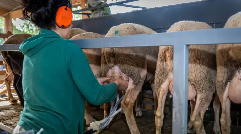How To Milk A Sheep: Step By Step Guide - SheepCaretaker