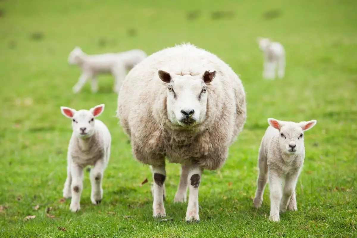 Lambing A Ewe: Step By Step Guide - SheepCaretaker