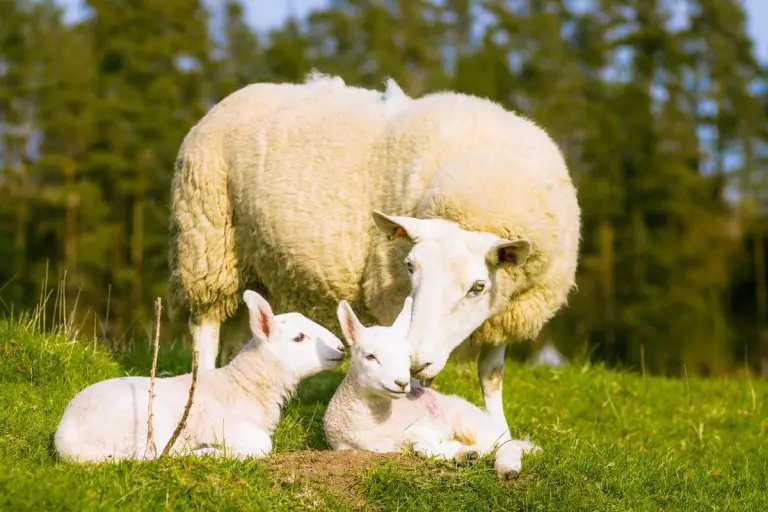 Lambing A Ewe: Step By Step Guide - SheepCaretaker