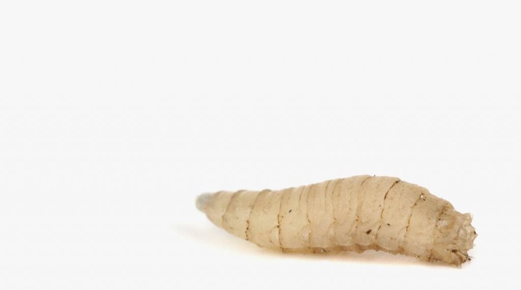 Maggots On Sheep: Here's What To Do - SheepCaretaker