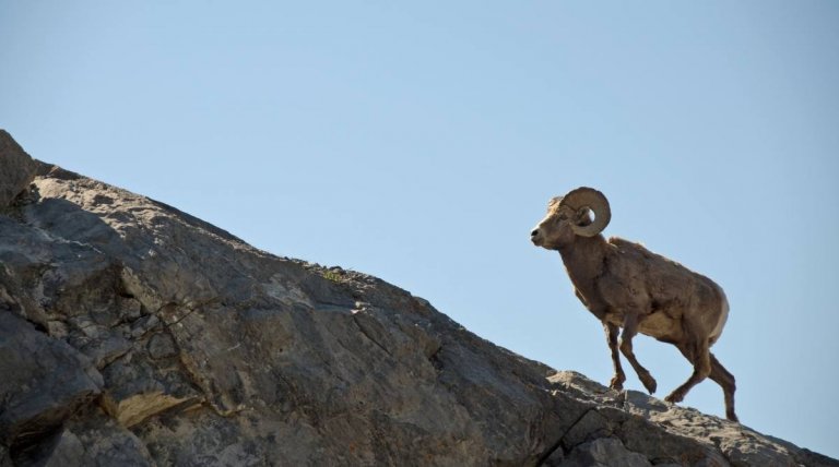 Ram Anatomy 101 - SheepCaretaker