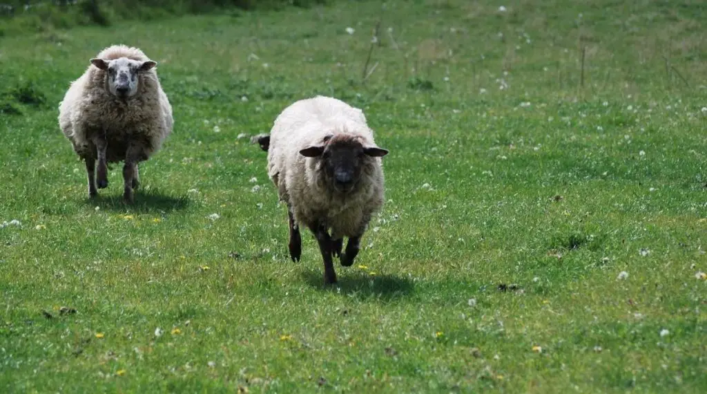 Scared Sheep: Here's What To Know - SheepCaretaker