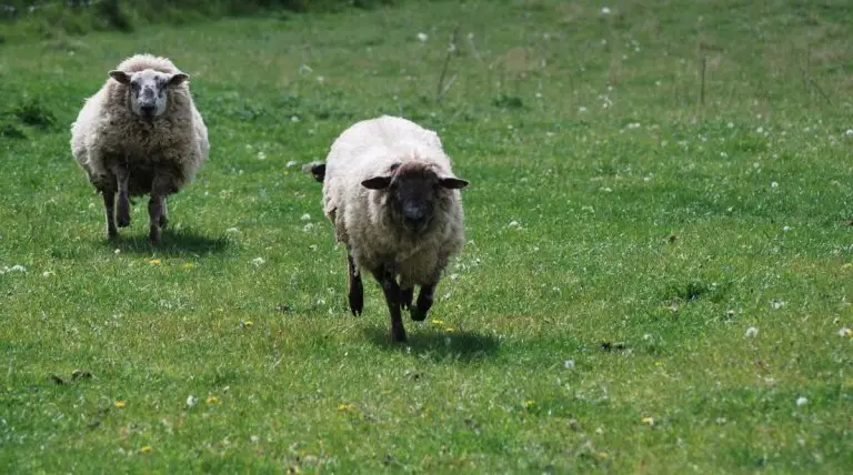 Scared Sheep: Here's What To Know - SheepCaretaker