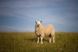 Sheep Anatomy 101 - SheepCaretaker