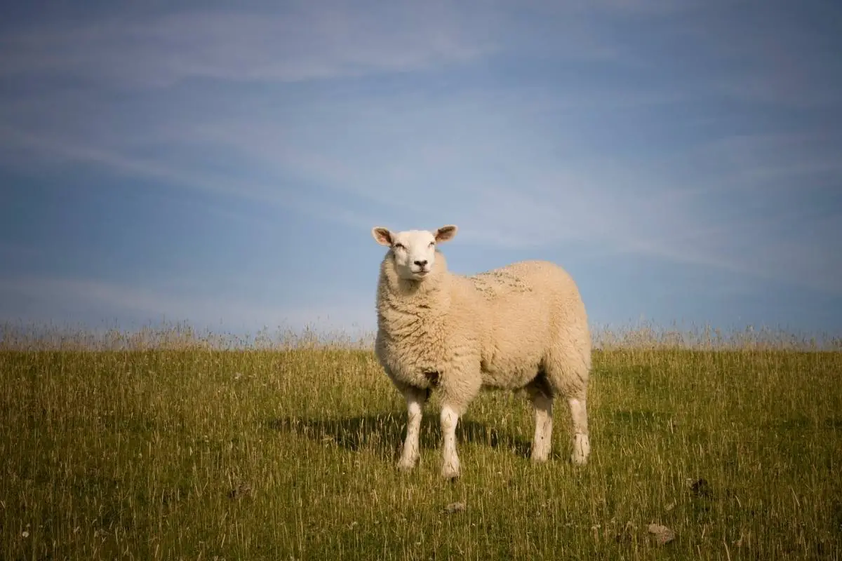 Sheep Anatomy 101 - SheepCaretaker