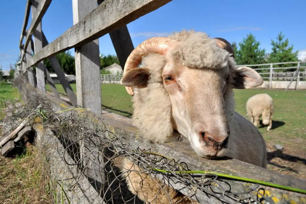 Sheep Fencing: Definitive Guide - SheepCaretaker