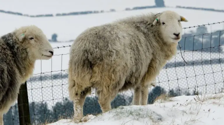Caring For Your Sheep In Winter (What To Expect) - SheepCaretaker