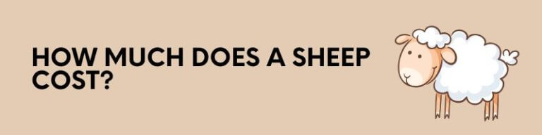 A Beginner's Guide To Raising Healthy Sheep - SheepCaretaker